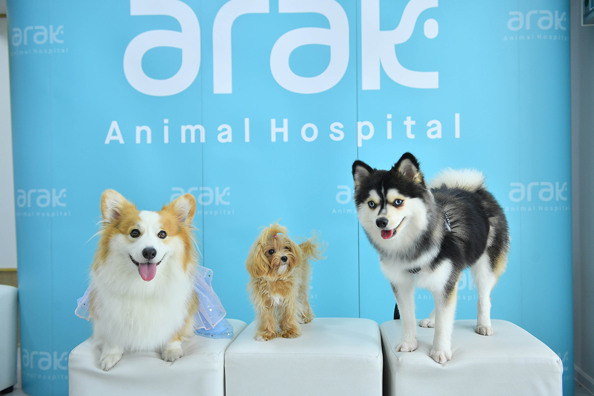 “อารักษ์ แอนิมัล เฮลท์แคร์” เปิดตัว โรงพยาบาลสัตว์อารักษ์ (Arak Animal ...